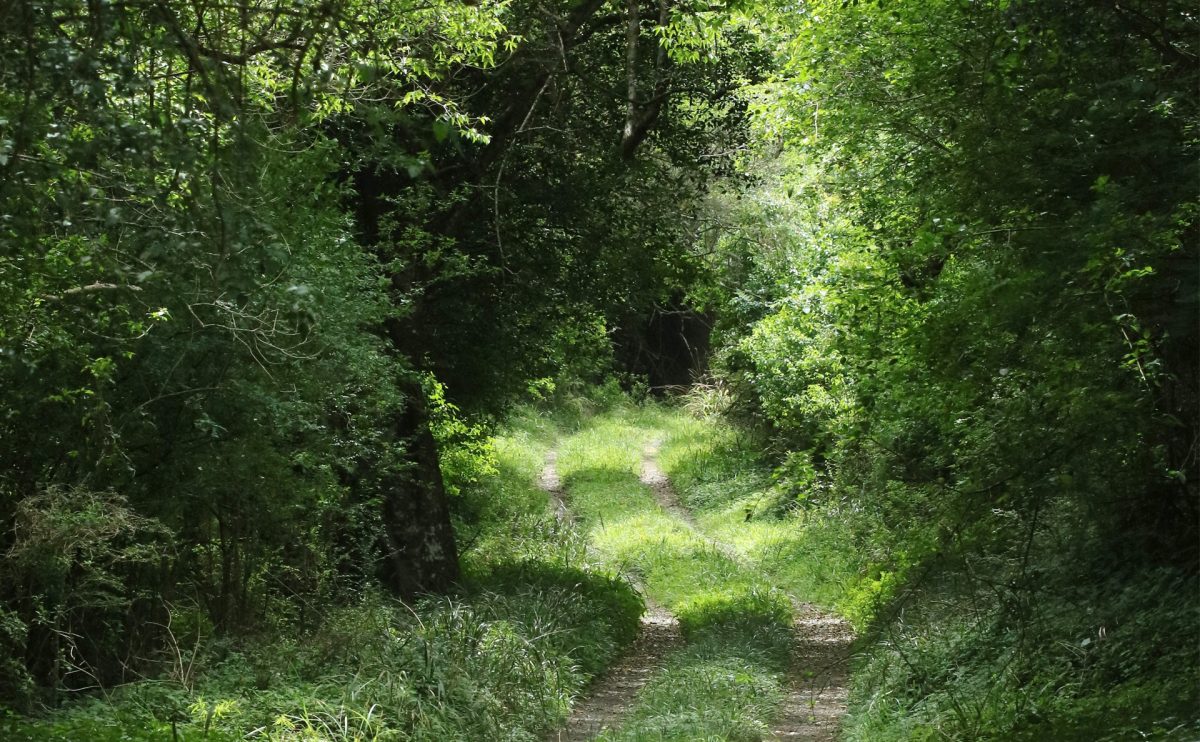 Addo Elephant National Park – 4x4 Africa